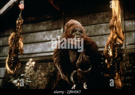 GORILLA IN CHAINS, KING KONG LIVES, 1986 Stock Photo - Alamy