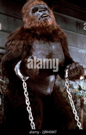 GORILLA IN CHAINS, KING KONG LIVES, 1986 Stock Photo - Alamy