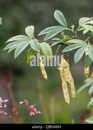 Rain dappled foliage and late summer seed pods of the Himalayan ...