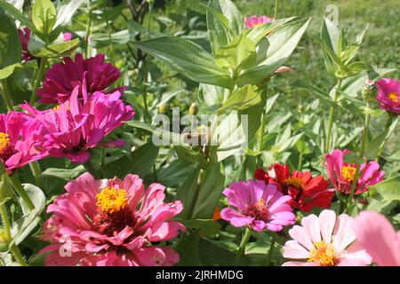 Butterfly Garden in New England Stock Photo - Alamy