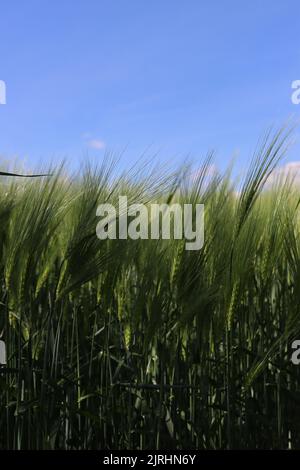 A vertical shot of a wheat field during daytime Stock Photo - Alamy