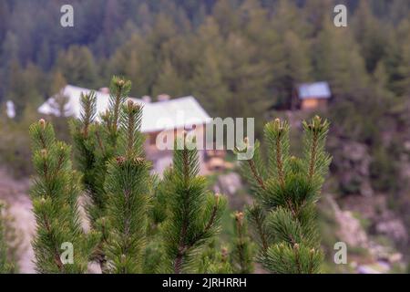 Fresh and sharp leaves of a mountain pine on a blurred background Stock ...