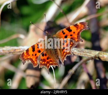 COMMA BUTTERFLY, BRAMBLES , CASTLE SHORE PARK, PORTCHESTER, HANTS PIC ...