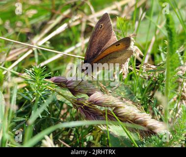 MEADOW BROWN BUTTERFLY, CASTLE SHORE PARK, PORTCHESTER. PIC MIKE WALKER ...