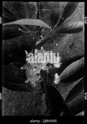 Hoheria (Lacebark) or Houhere, circa 1910, by Fred Brockett Stock Photo ...