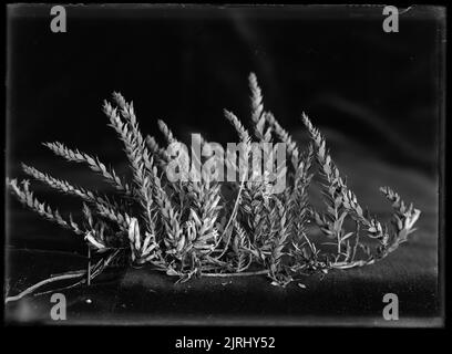 Leucopogon fraseri or Dwarf-heath, circa 1910, by Fred Brockett Stock ...
