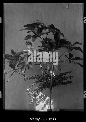 Schefflera digitata Schefflera digitata Stock Photo - Alamy