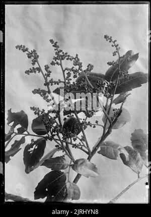Alectryon excelsum, circa 1910, by Fred Brockett Stock Photo - Alamy