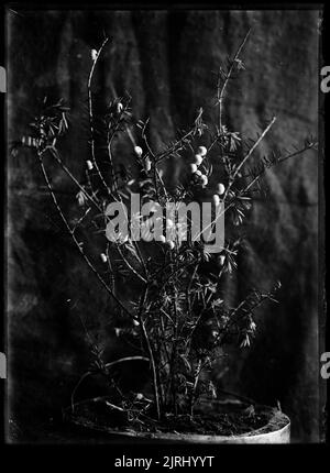 Cyathodes, circa 1910, by Fred Brockett Stock Photo - Alamy