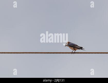 A beautiful shot of red-rumped swallow stands on a wire Stock Photo - Alamy