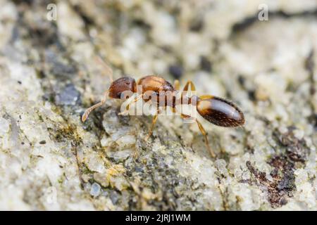 A Dulotic Acorn Ant (Temnothorax duloticus) queen, wingless after ...