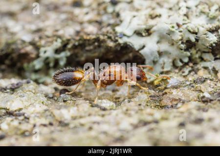 A Dulotic Acorn Ant (Temnothorax duloticus) queen, wingless after ...