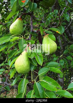 Pear tree almost ready to harvest in a Northern English garden Stock ...