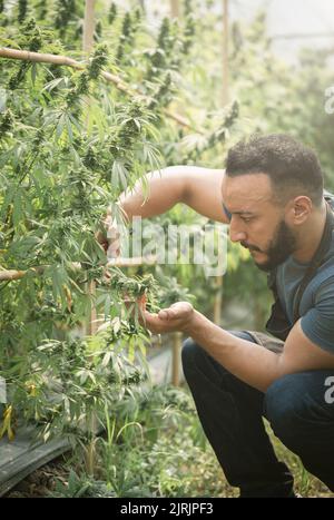 Young farmers check the quality of marijuana trees, Farmer growing hemp ...