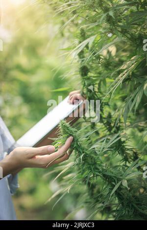 Flowering Medical Marijuana or CBD Cannabis Plant with Buds on Pink ...