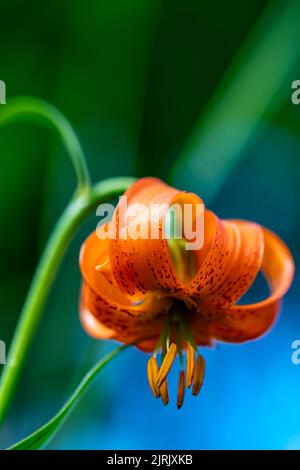 Lilium carniolicum flower growing in meadow, macro Stock Photo - Alamy