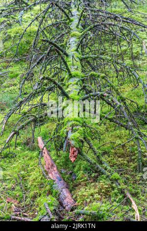 Old broken spruce log lying in background with single fungus ...