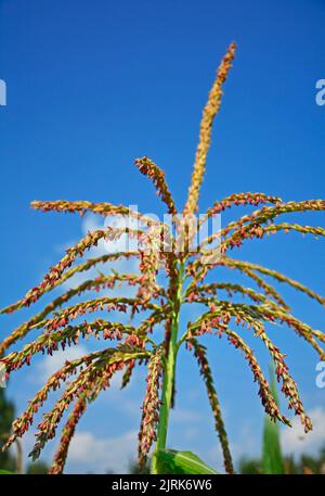 Maize or Zea mays is a monoecious plant. The stamens of the flower ...