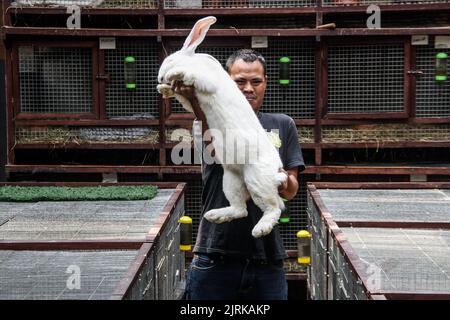 Lembang, West Java, Indonesia. 25th Aug, 2022. Continental Giant or ...