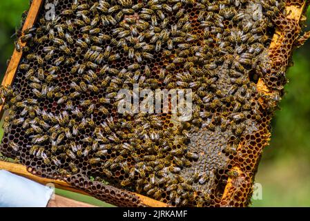 Background texture and pattern of a section of wax honeycomb from a bee ...