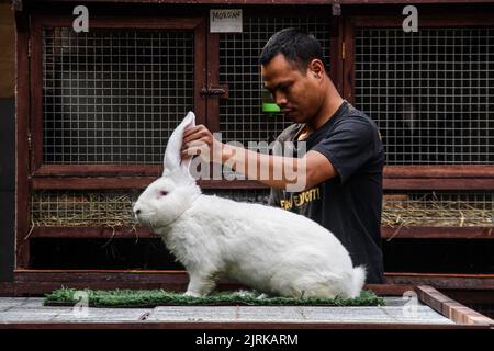 Lembang, West Java, Indonesia. 25th Aug, 2022. Breeders display the ...