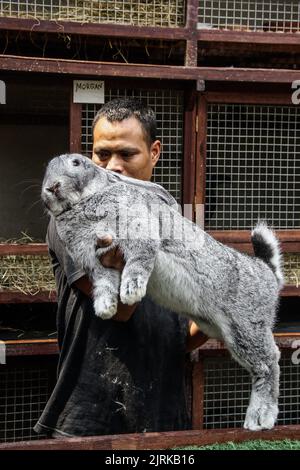 Lembang, West Java, Indonesia. 25th Aug, 2022. Breeders display the ...