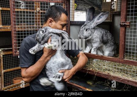 Lembang, West Java, Indonesia. 25th Aug, 2022. Continental Giant or ...