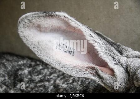 Lembang, West Java, Indonesia. 25th Aug, 2022. Breeders display the ...