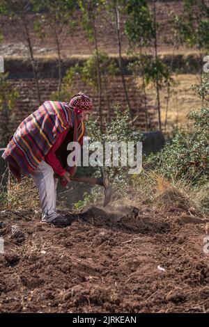 Side view of senior Peruvian male farmer in traditional clothes using ...