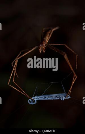 Ogre faced / net-casting / gladiator spider (Deinopis sp.) female with ...