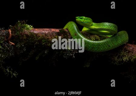 Popeia nebularis: Venomous Viper Snake from Borneo, Malaysia Stock ...