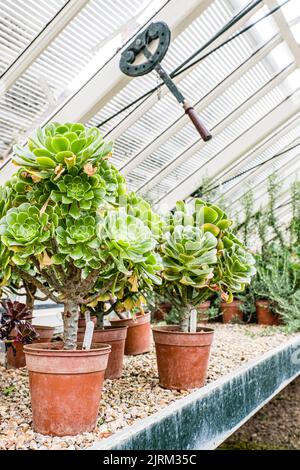 Plants growing in the Victorian greenhouses at Eythrope Gardens on the ...