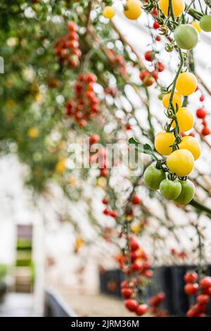 Seasonal tomatoes ripening in the glass houses at Eythrope Gardens on ...