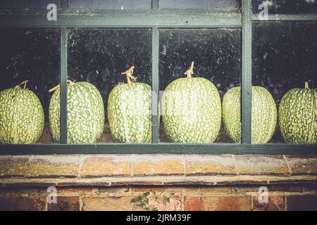 Seasonal water melons ripening in a crittle window at Eythrope Gardens ...