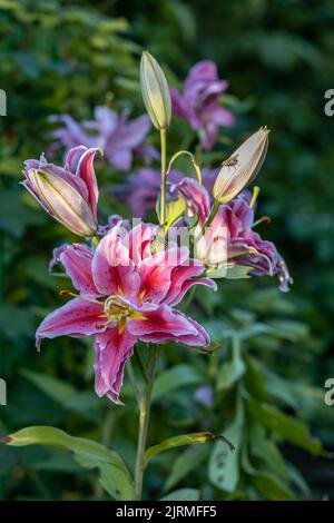 Scented pollen-free double lilies in garden with green background Stock ...