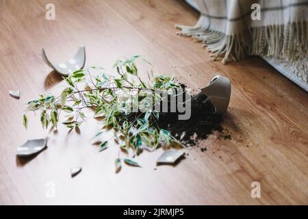 Broken flower pot, damaged houseplant and dirt on the laminate floor in ...