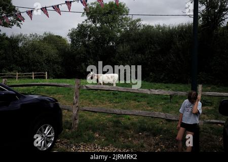 Fake Plastic cows at Washbrooks Family Farm Stock Photo - Alamy