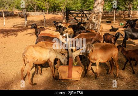 Sheep and goat farming in the Brazilian Caatinga biome. Sheep eating in ...