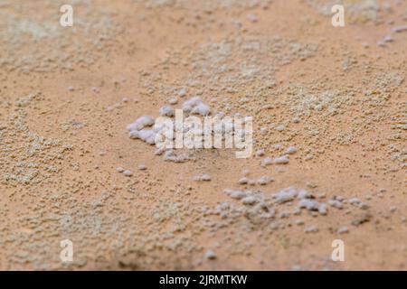 Mold. Wood mold stains in close-up forming texture Stock Photo - Alamy