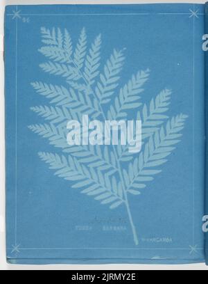 Todea barbara, Whangaroa. From the album: New Zealand ferns,148 ...