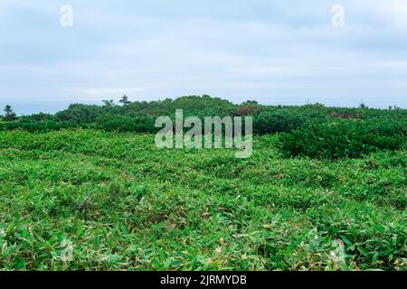 thickets of sasa bamboo and dwarf pines on Kunashir island, natural ...