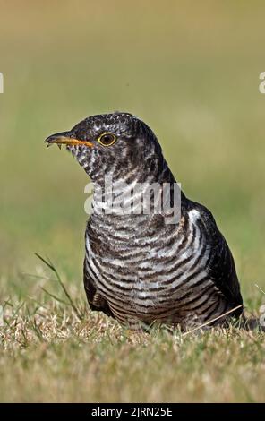 Common Cuckoo (Cuculus canorus canorus) immature foraging for flying ...