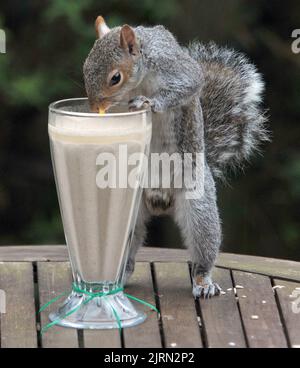 What a smoothie. This grey squirrel goes mad for Allison Carrick's ...