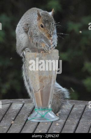 What a smoothie. This grey squirrel goes mad for Allison Carrick's ...