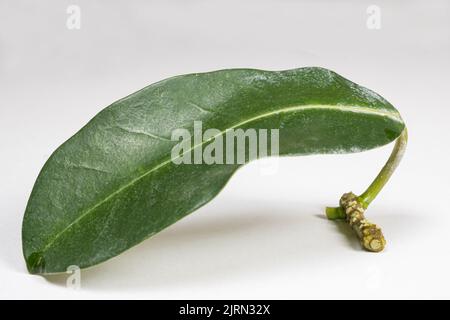 Jasmine cuttings have taken root before planting in the ground ...
