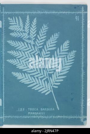Todea Barbara. From the album: New Zealand ferns. 148 varieties, 1880 ...