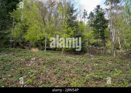 Landscape photos of German forest photographed in Bavaria Nature Park ...