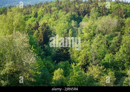 Landscape photos of German forest photographed in Bavaria Nature Park ...