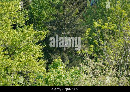 Landscape photos of German forest photographed in Bavaria Nature Park ...