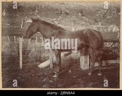 Gonje. From the album: Snapshot album - Nga Mahanga, circa 1900 ...